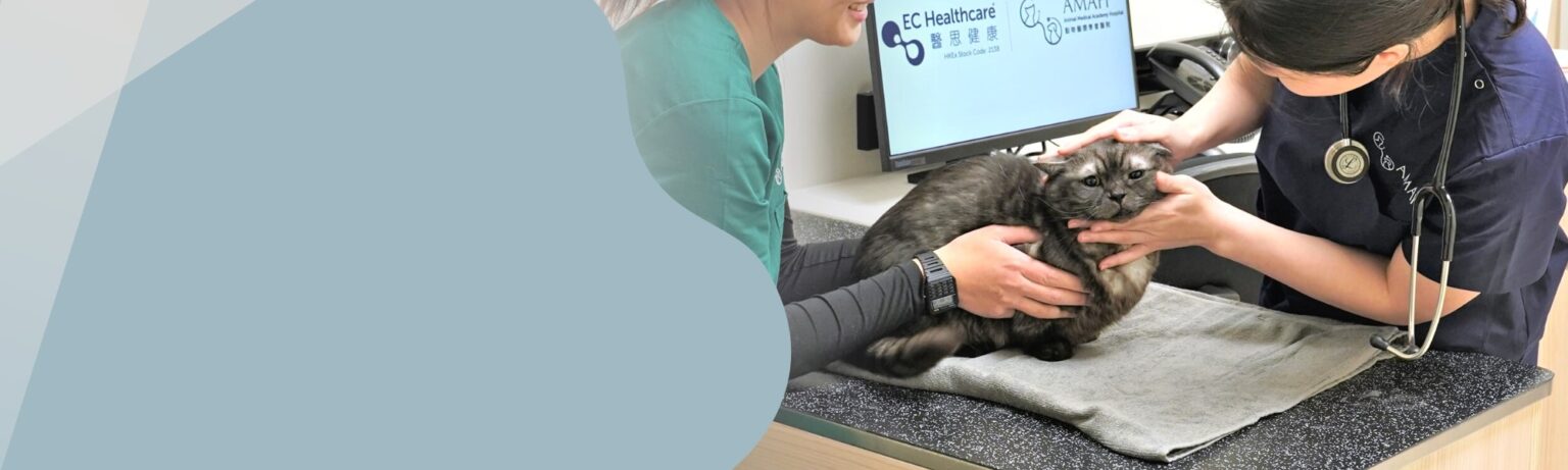 寵物腫瘤科: 腫瘤手術、貓狗癌症治療 - 動物醫療學會醫院 (AMAH)