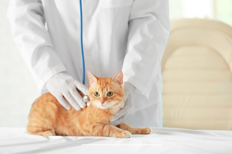 Veterinary Cardiology | Animal Heart Disease Specialist - Animal ...
